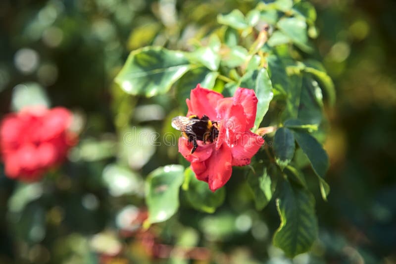 Bumblebee on a Chinese Rose Seen Up Close Stock Image - Image of ...