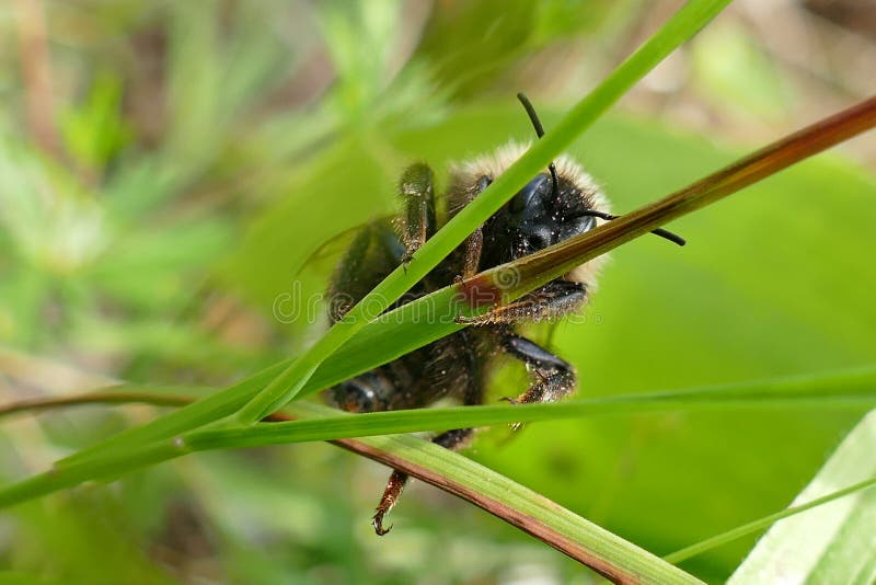 Bumblebee Climbing on Straws Stock Photo - Image of pest, animal: 253613216