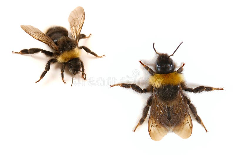 Bumblebee close-up stock image. Image of insects, poisonous - 3382555
