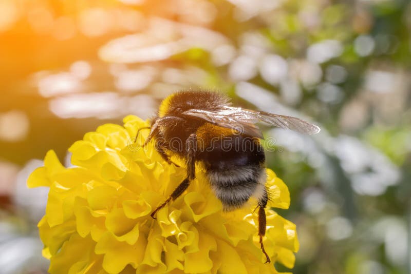 Bumblebee in Close-up in Macro on a Yellow Flower in the Sun Stock ...