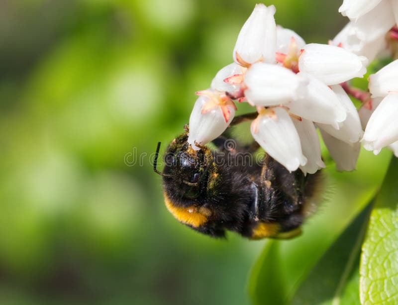 Bumblebee stock photo. Image of wildlife, summer, closeup - 263335886
