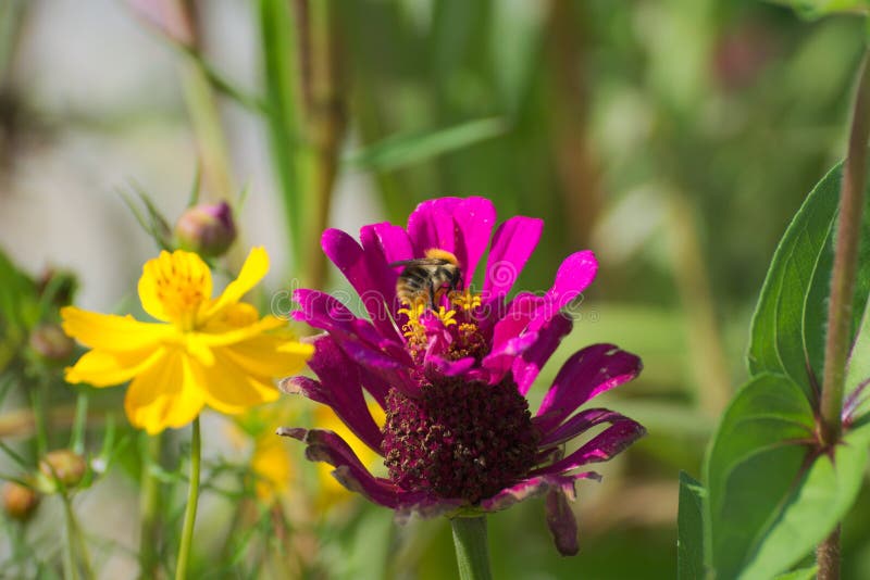 Bumblebee Collect nectar stock image. Image of blue, garden - 98593393