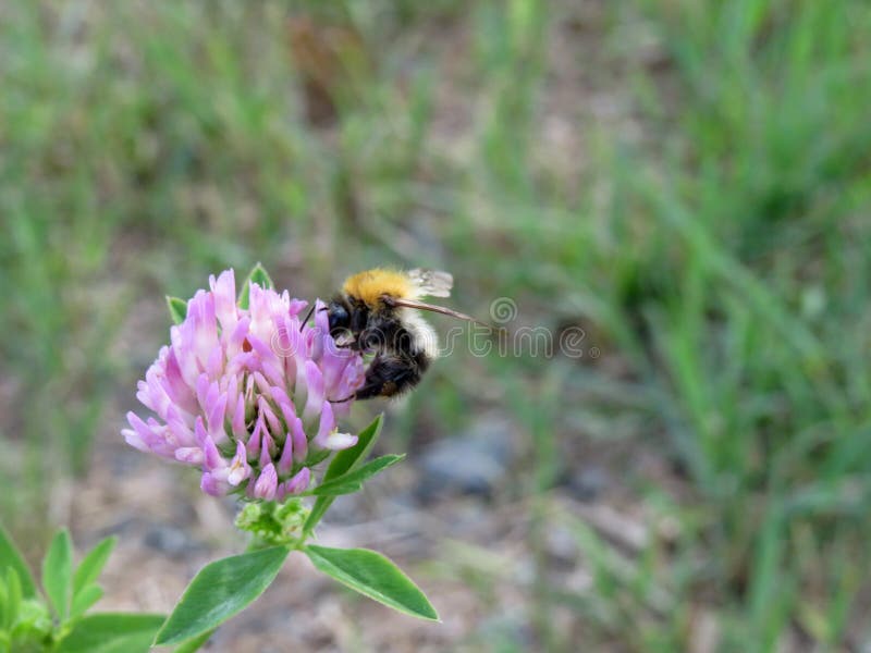 Bumblebee Collecting Nectar on Clover Stock Image - Image of floral ...