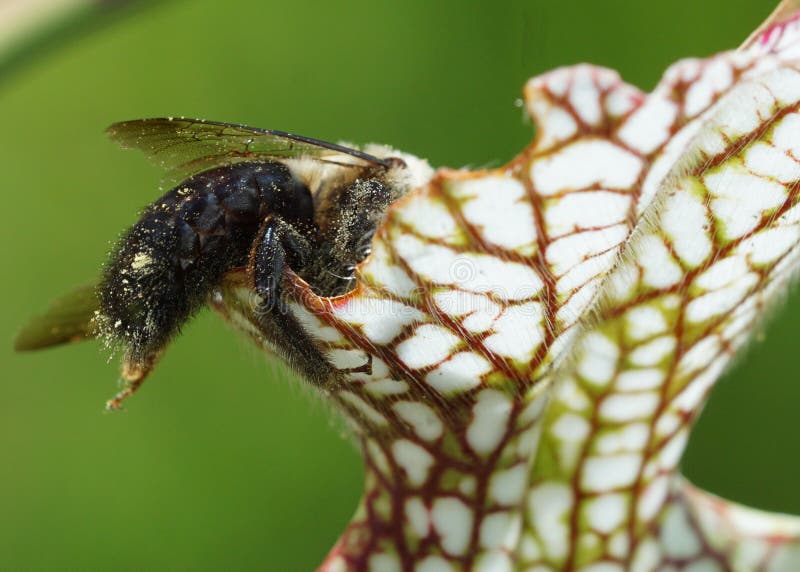 Bumblebee Collecting Nectar Stock Photo - Image of collecting ...