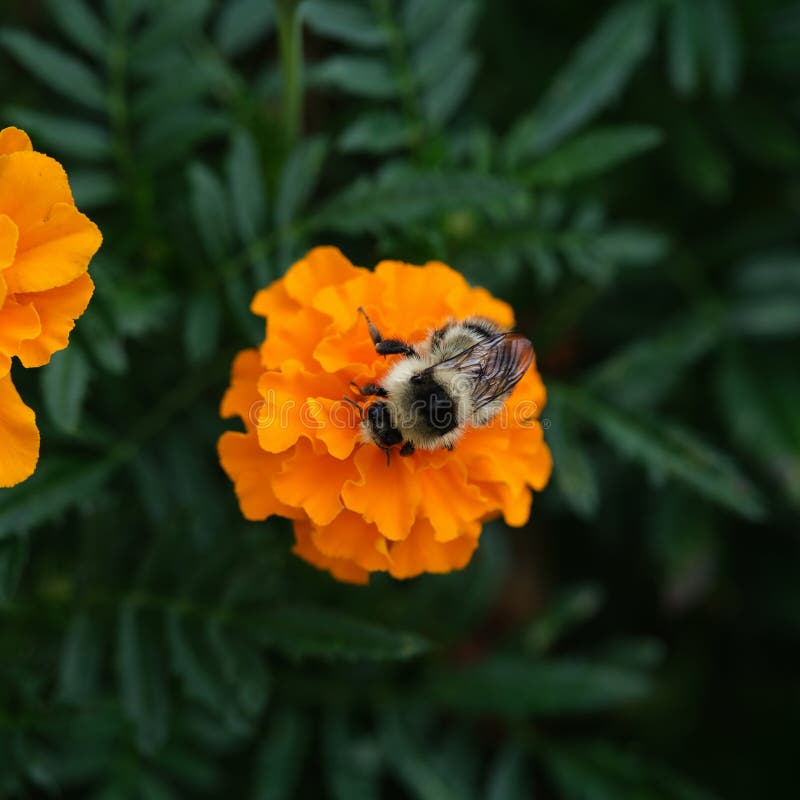 A Bumblebee Collecting Pollen from a Marigold Stock Photo - Image of ...