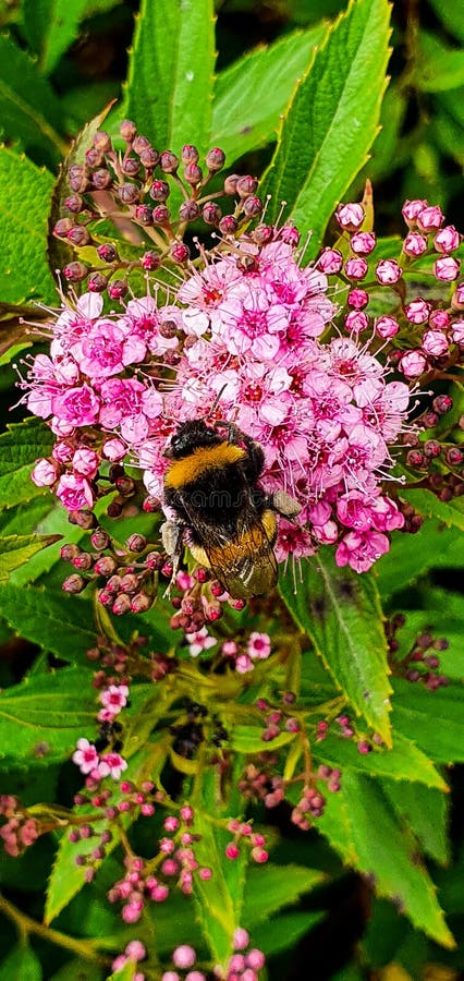 Bumblebee Collecting Pollen from a Pink Spirea Flower Stock Photo ...