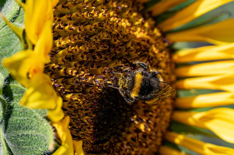 Bumblebee Collecting Pollen from a Sunflower Stock Image - Image of ...