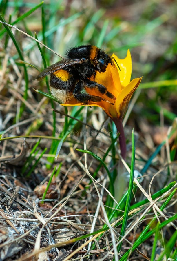 Bumblebee Collects Honey on Purple Crocus Flowers Stock Image - Image ...