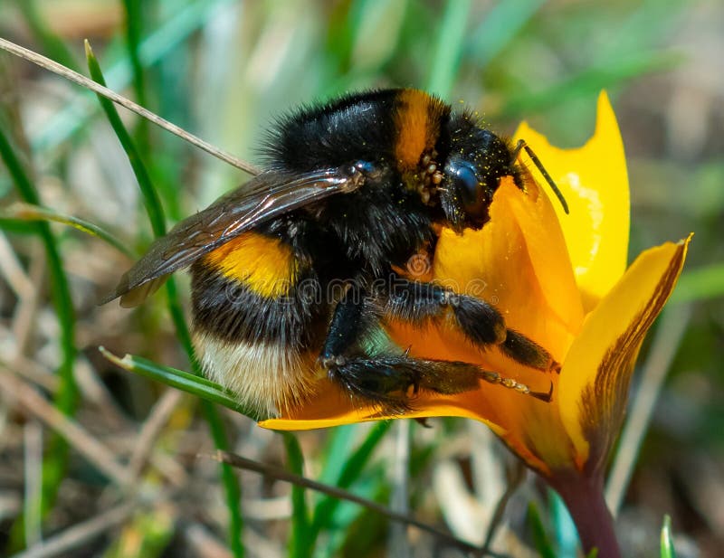 Bumblebee Collects Honey on Purple Crocus Flowers Stock Image - Image ...