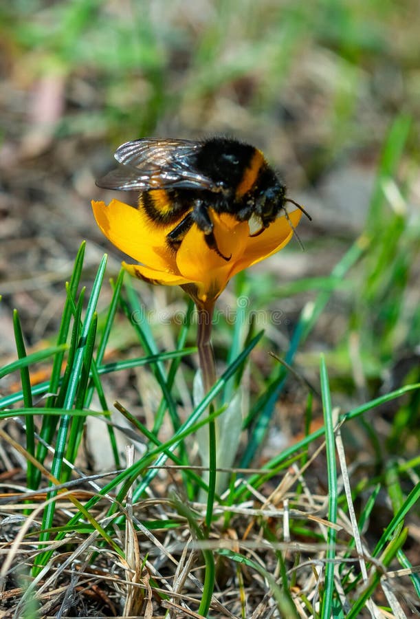 Bumblebee Collects Honey on Purple Crocus Flowers Stock Image - Image ...