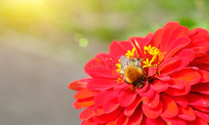 Bumblebee Collects Pollen from a Flower, a Bright Red Flower with a Bee ...
