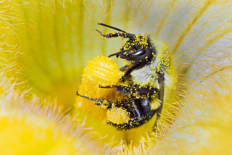A Bumblebee Covered in Flower Pollen Stock Image - Image of yellow ...