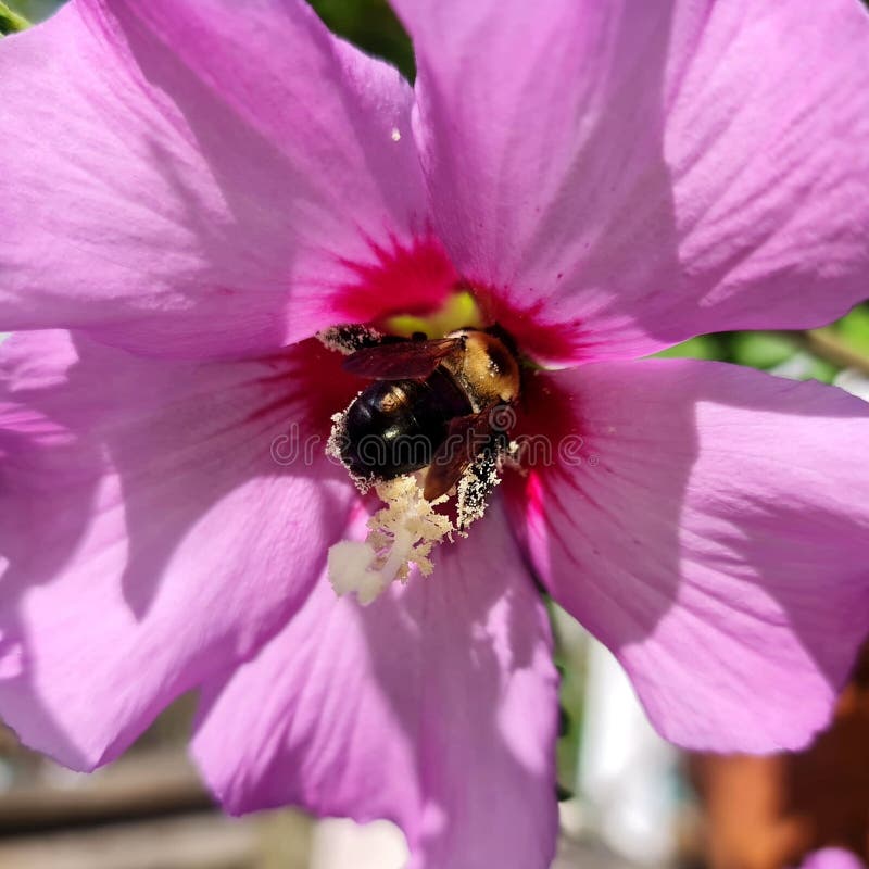 Bumblebee Digging in a Flower Stock Image - Image of blossom, animal ...