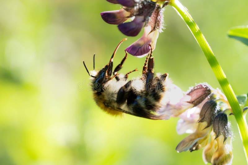 Bumblebee Dislodging the Pollen while Sitting on the Flowers, Macro ...