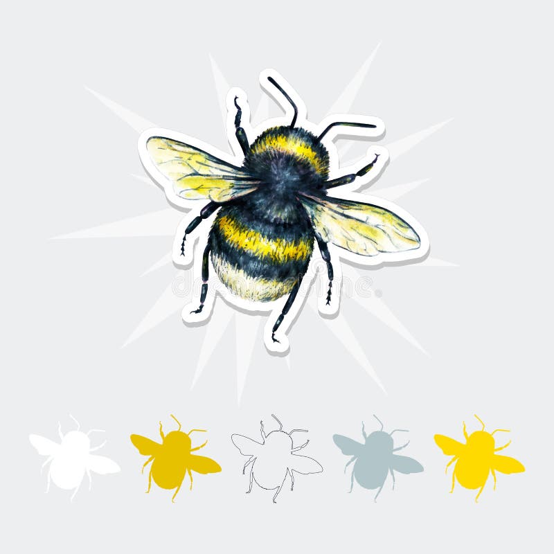 Bumblebee on a White Background. Watercolor Drawing. Insects Art ...