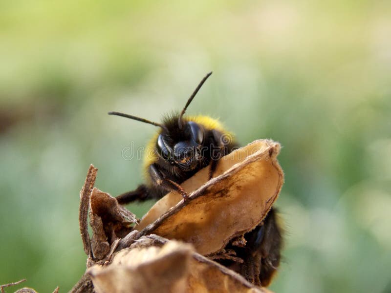 Bumblebee on a dry plant stock image. Image of spring - 114654273