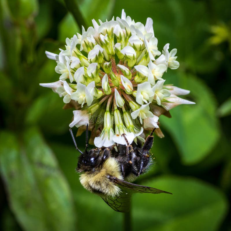 Bumblebee Eating Clover Flower - 4 Stock Image - Image of biodiversity ...