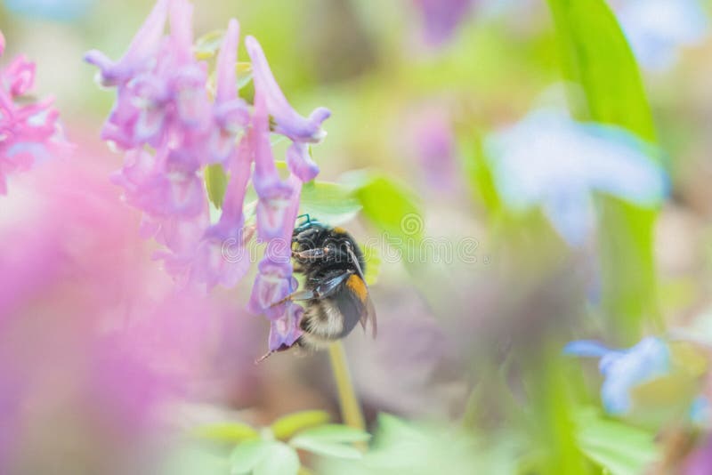 Bumblebee in a Field of Flowers Stock Photo - Image of flower, nature ...