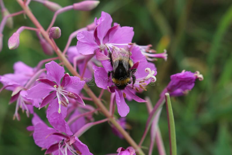 Fireweed Flower in Spring Meadow Stock Image - Image of shadow ...