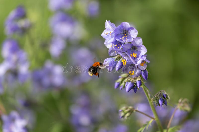 Bumblebee Flies on a Blue Flower Stock Image - Image of wing ...
