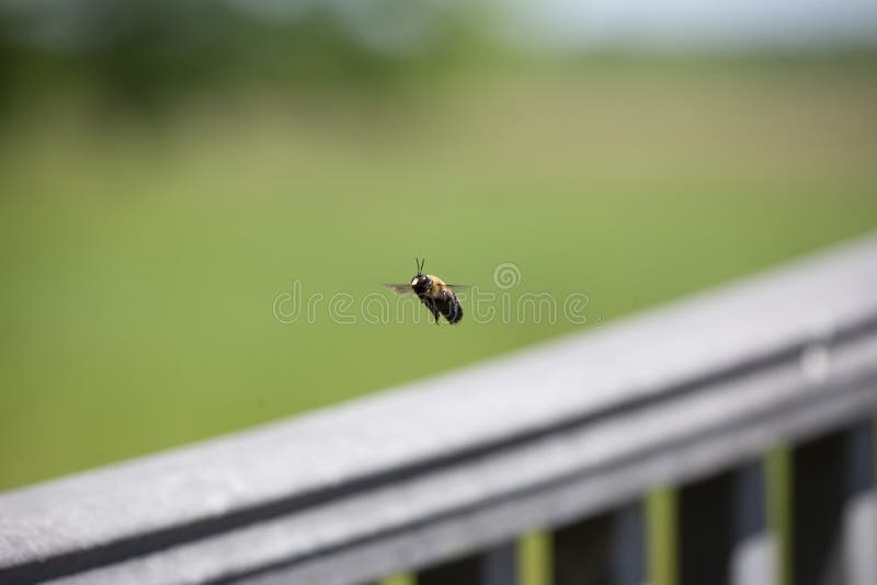 Bumblebee in Flight stock photo. Image of nature, conservation - 213920358
