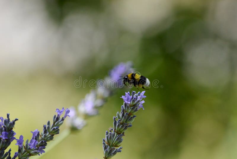 Bumblebee Flight Towards Purple Flower Stock Photos - Free & Royalty ...