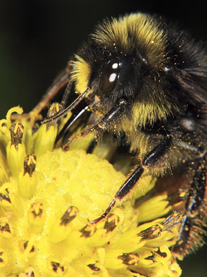 Bumblebee on flower stock image. Image of bumblebee, nectar - 20605945