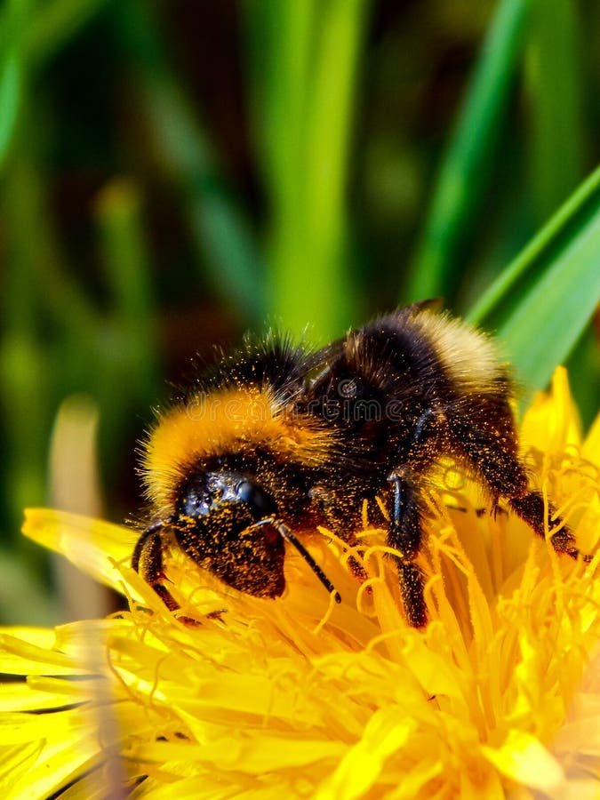 Bumblebee on the flower stock photo. Image of small - 103958348