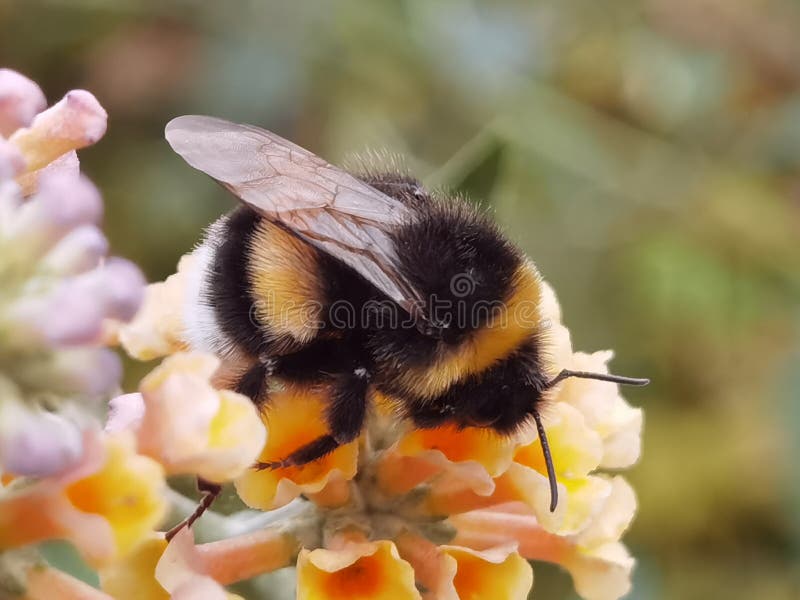 Bumblebee on flower stock photo. Image of insect, pollen - 229804942