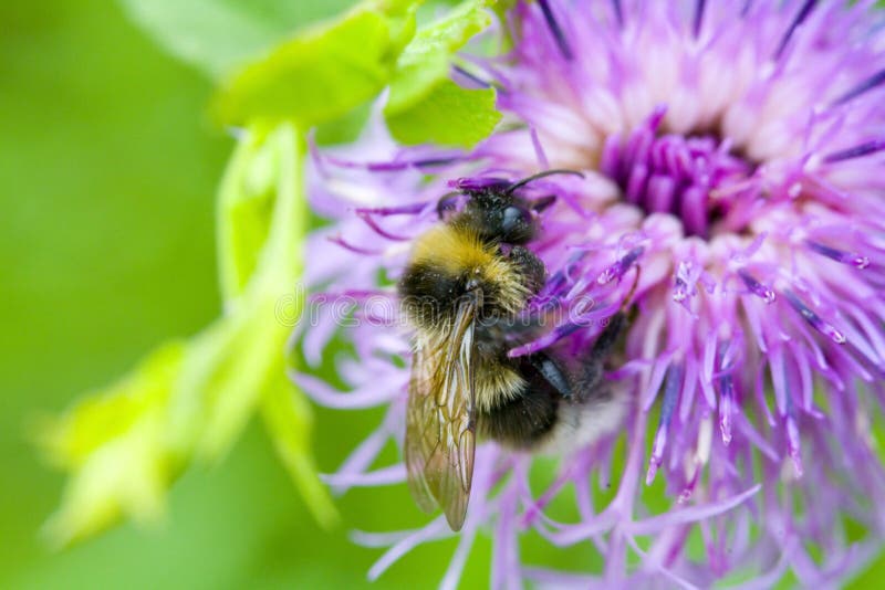 A Bumblebee On A Flower Picture. Image: 6054113