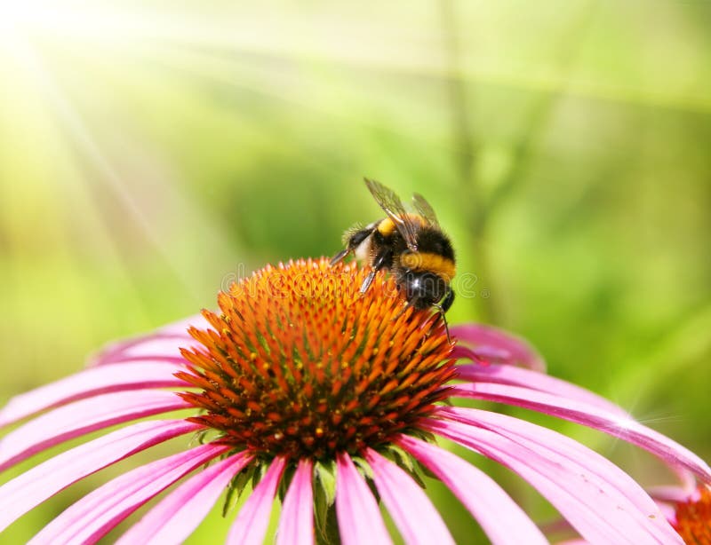 Bumblebee on a flower stock image. Image of bumble, backgrounds - 7714389