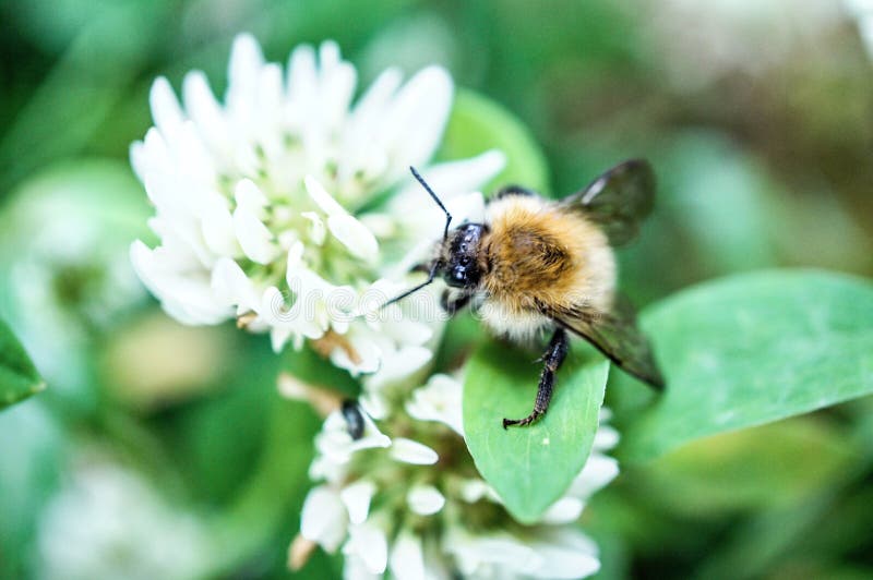 Bumblebee flower stock image. Image of insect, macro - 80923911