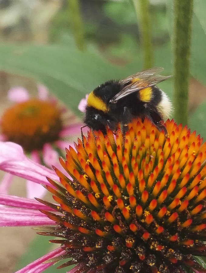 Bumblebee stock photo. Image of nature, bumblebee, flower - 94039198