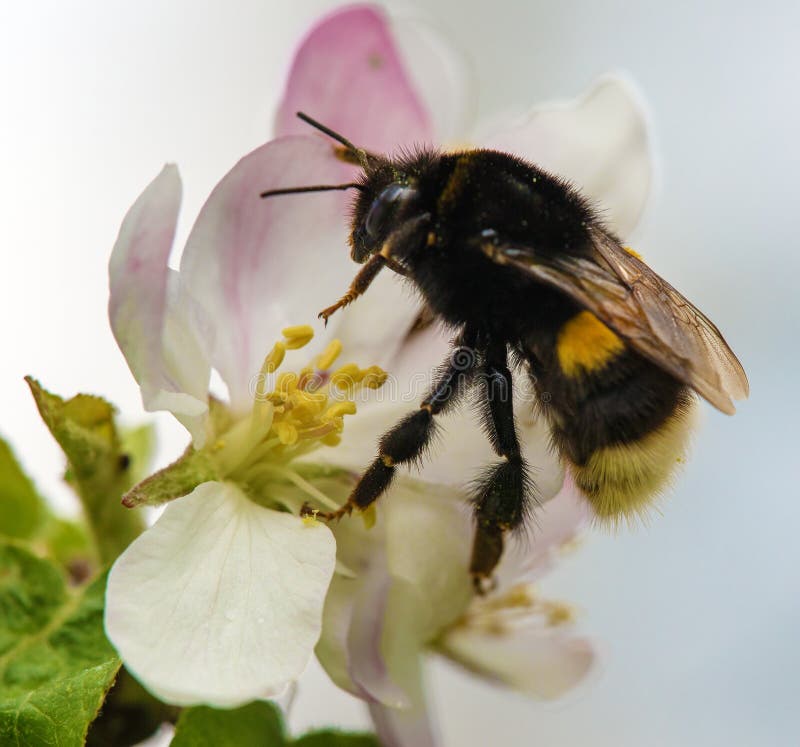 Bumblebee on Flower of Apple Tree Stock Image - Image of green, pollen ...