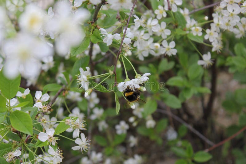 Bumblebee on a Flower Apple Trees 19744 Stock Image - Image of apple ...