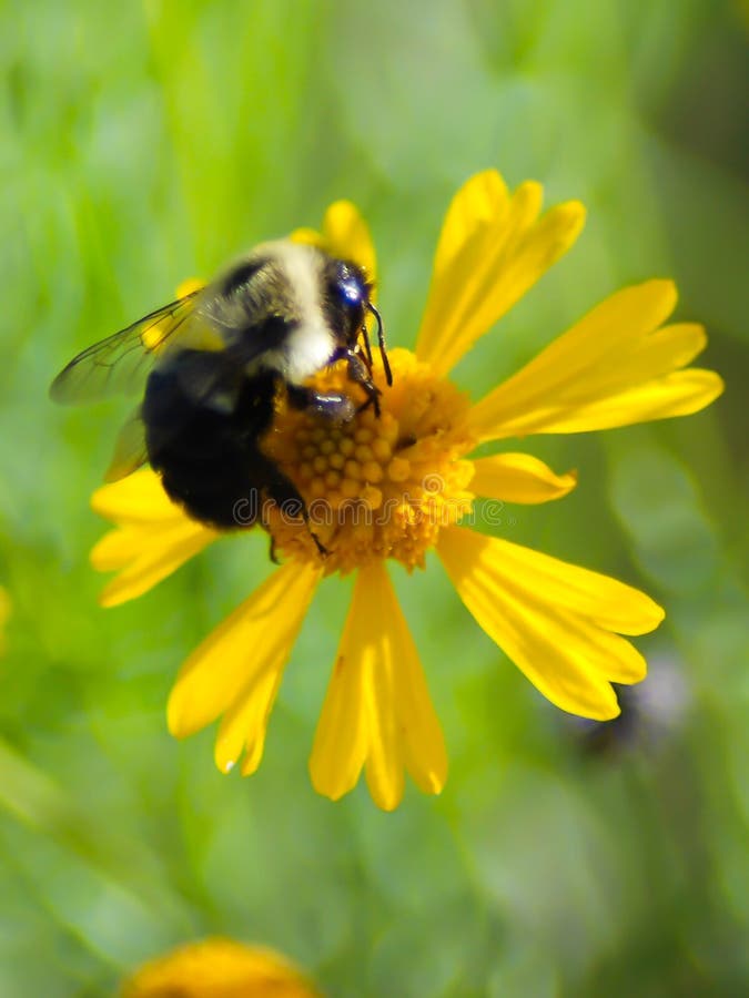 Bumblebee on the flower stock photo. Image of close - 103958918