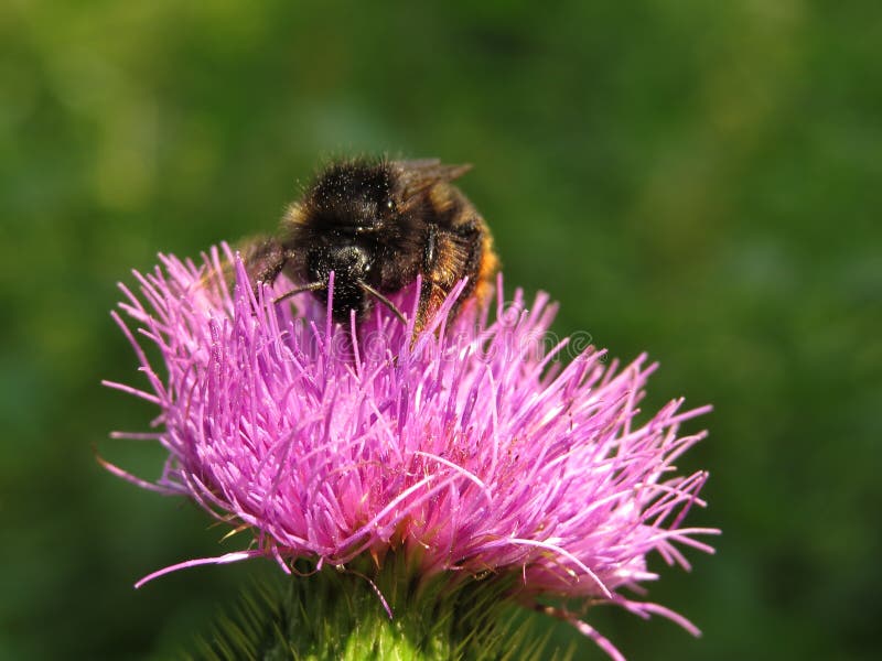 Bumblebee on a Flower Burdock Stock Photo - Image of pink, fauna: 75127312
