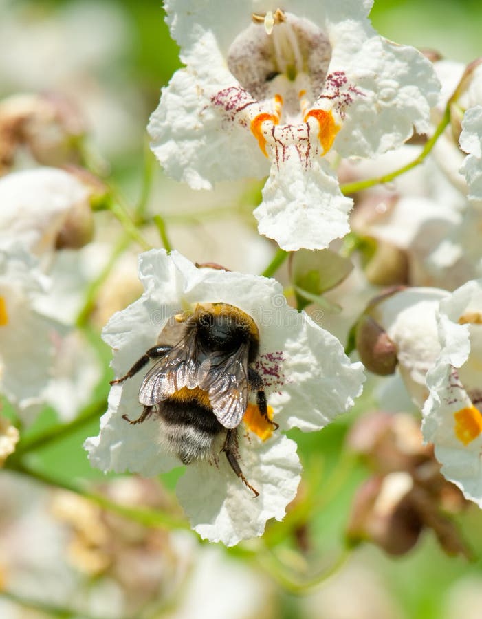 Bumblebee in a Flower of a Cigar Tree Stock Image - Image of ...