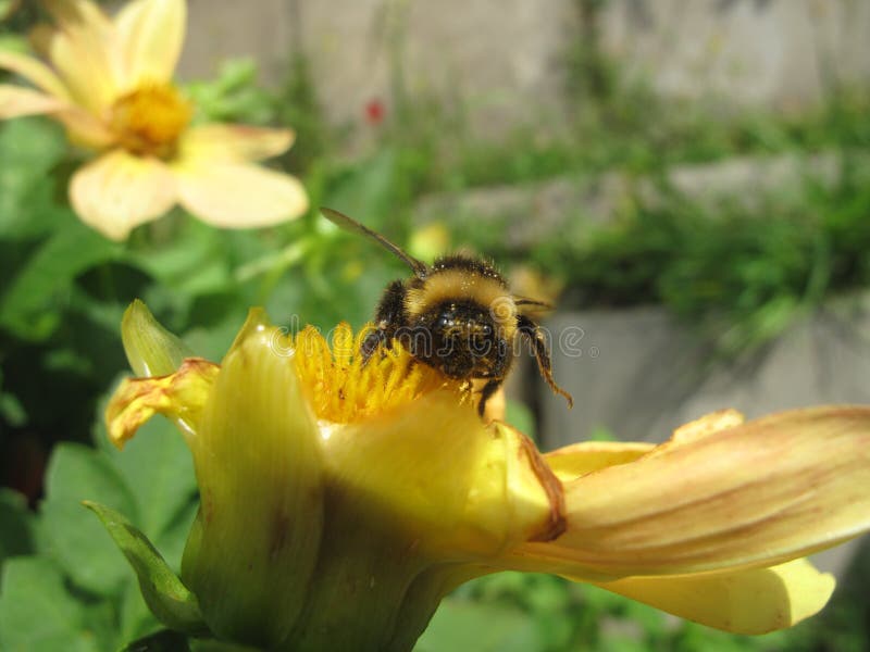 Bumblebee on the Flower Close Up Stock Photo - Image of black, flower ...