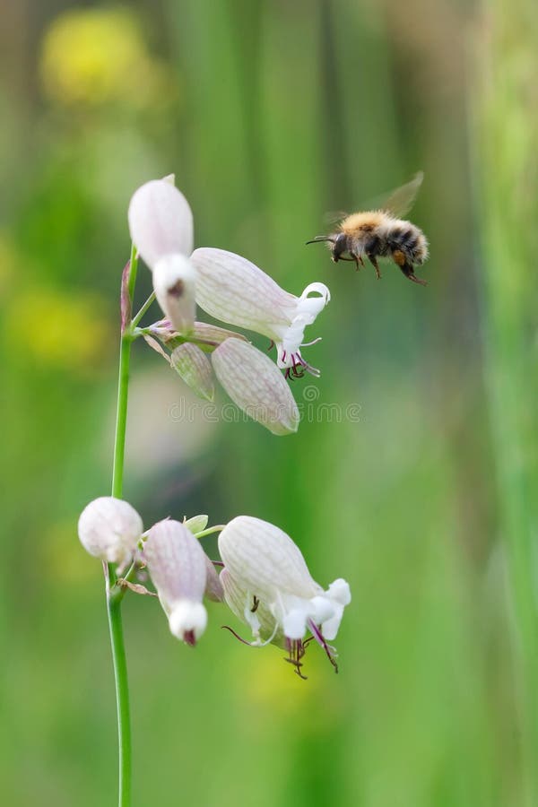 Bumblebee and flower stock photo. Image of garden, glare - 83732960