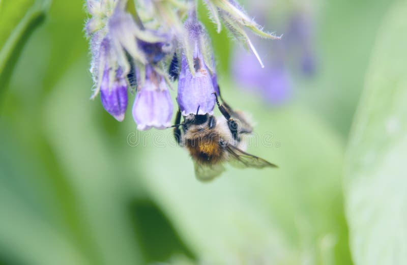 Bumblebee on a Flower. Macro. Stock Photo - Image of summer, closeup ...