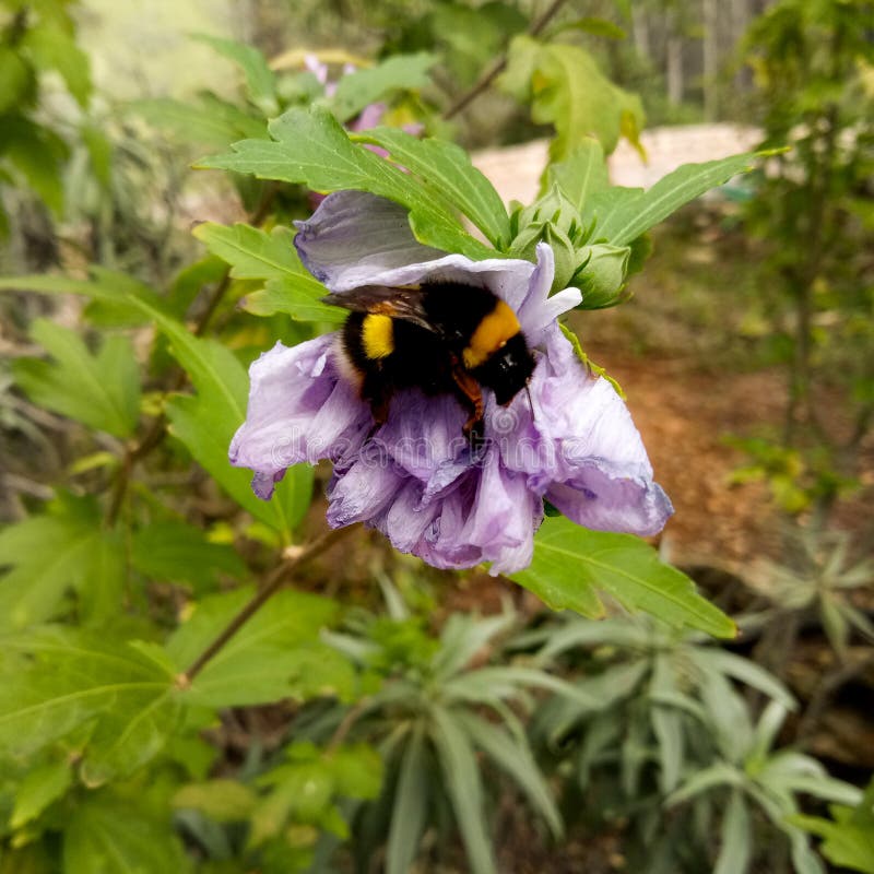 Bumblebee on the flower stock photo. Image of hairy - 137760178