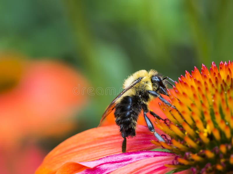 Bumblebee on a flower stock photo. Image of vivid, summer - 74387622