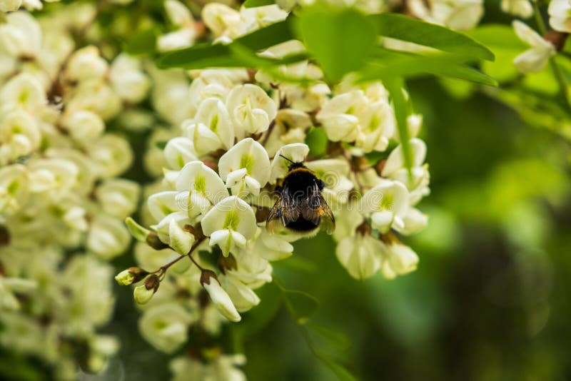 Bumblebee on a Flower in Spring Stock Photo - Image of ontario, flower ...