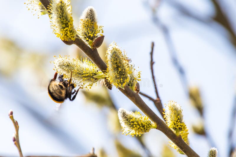 Bumblebee on a Flowering Tree - Spring Stock Photo - Image of tree ...