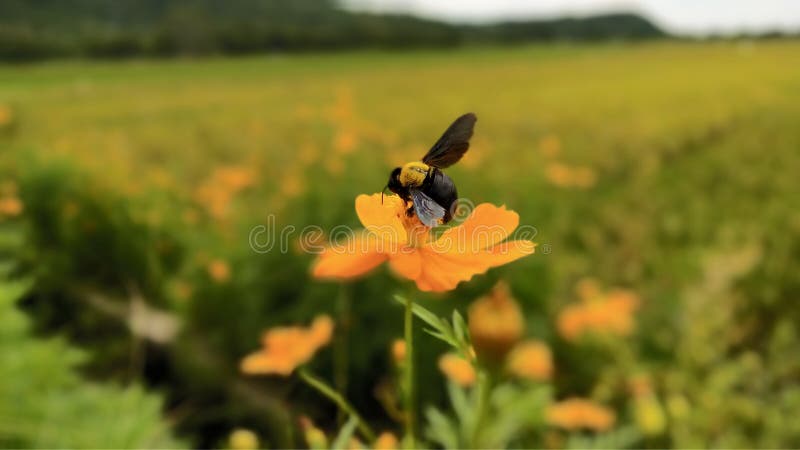 A Bumblebee Fly Alighting Above Yellow Flowers Stock Image - Image of ...