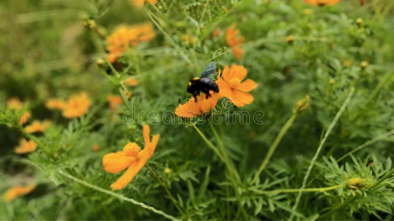 A Bumblebee Fly Alighting Above Yellow Flowers Stock Photo - Image of ...