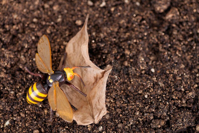 Bumblebee Foraging on the Soil Stock Image - Image of jingzhe, soil ...