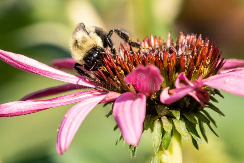 Bumblebee Front View Pollinating Front View Stock Image - Image of ...