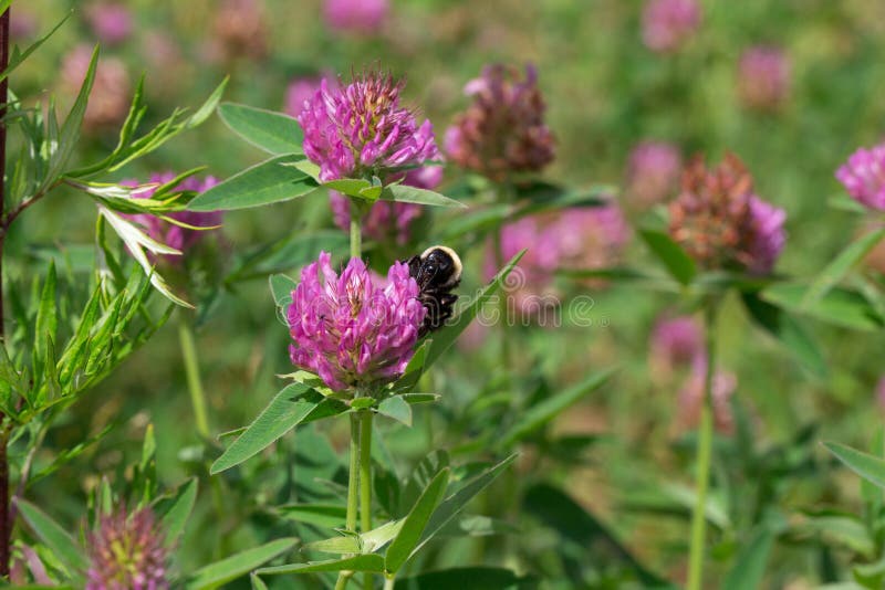 Bumblebee is Gathering Nectar from a Clover Flower on a Spring Meadow ...